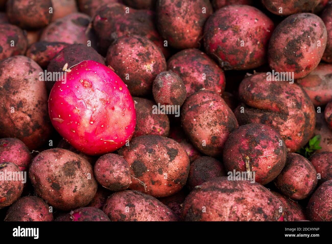 One washed red potato on dirty ones. Freshly dug red potatoes on the ...