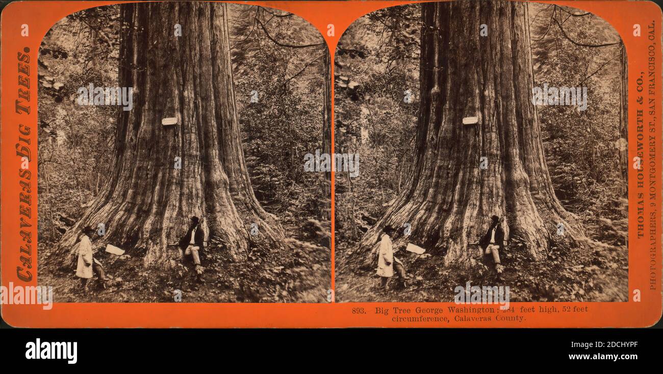 Big Tree, George Washington, 284 feet high, 52 feet circumference ...