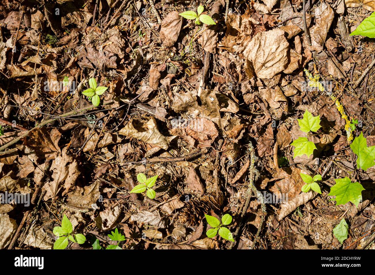 Natural forest ground with some leaves, twigs and cones. Forest soil ...