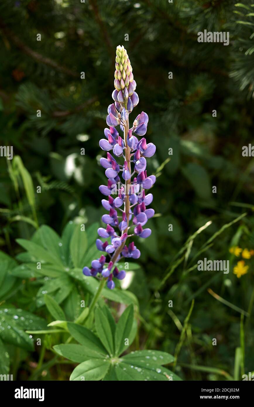 Lupinus polyphyllus blue flower close up Stock Photo - Alamy