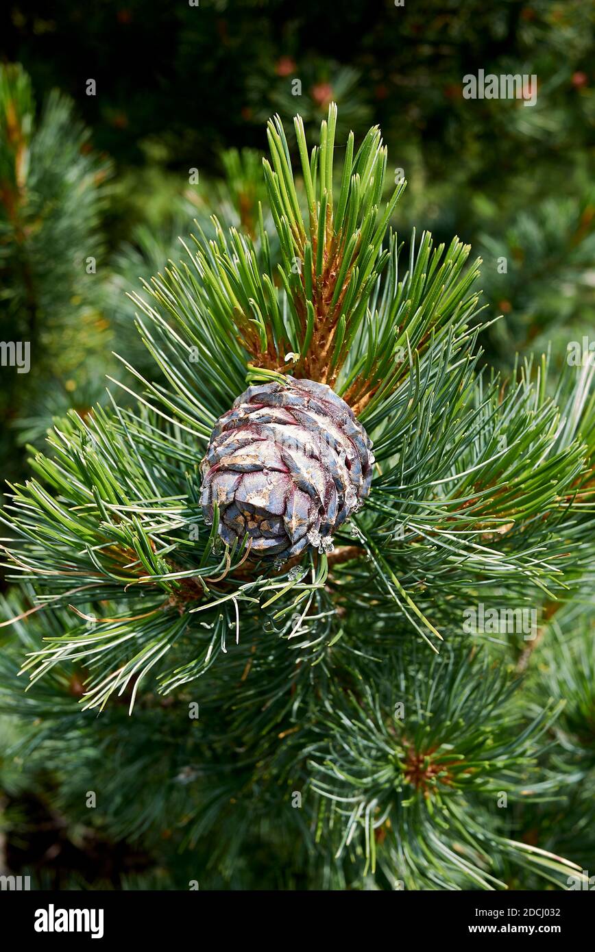 Pinus cembra coniferous trees Stock Photo - Alamy