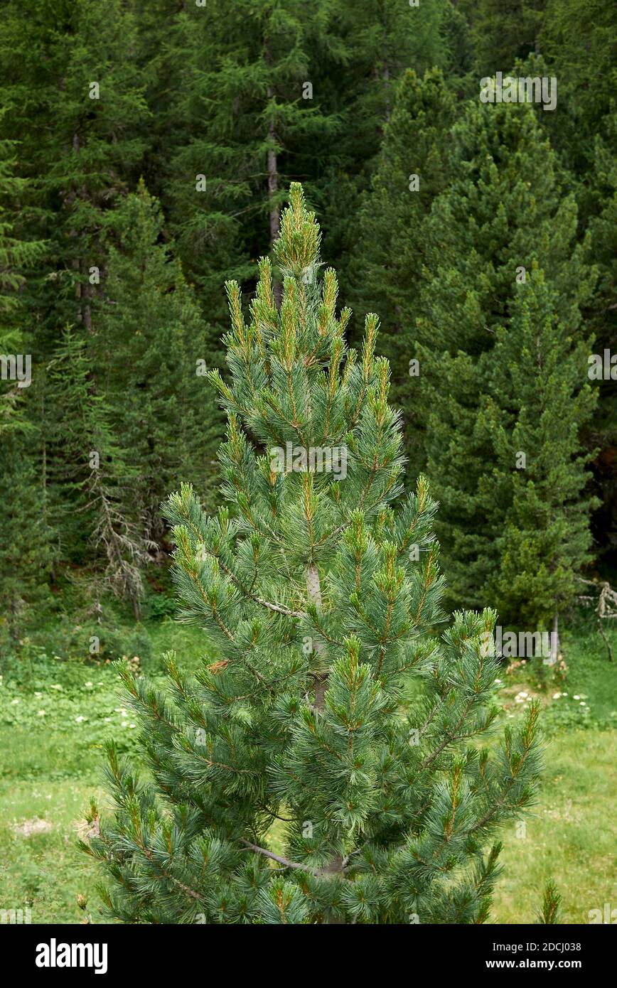 Pinus cembra coniferous trees Stock Photo - Alamy