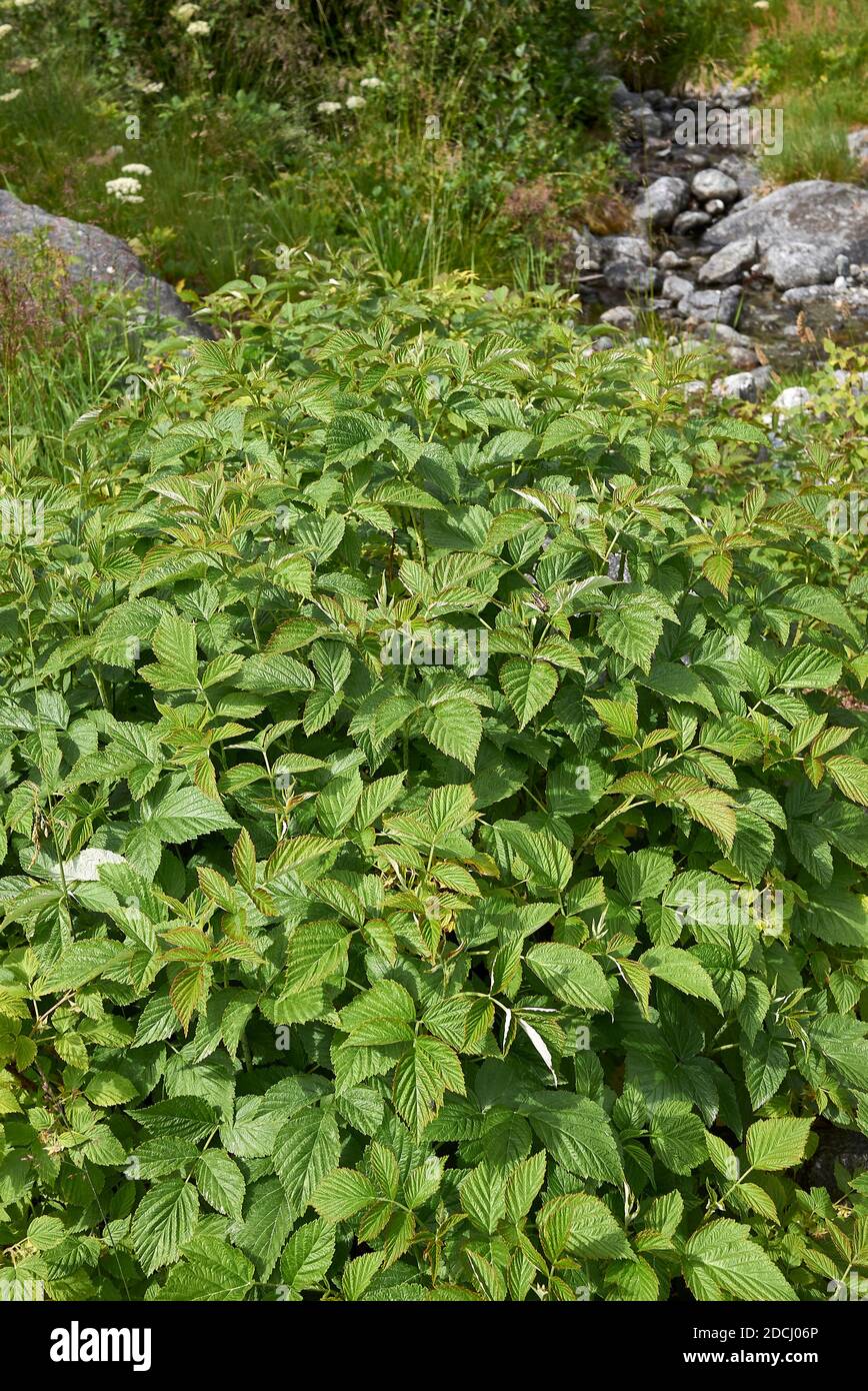 Rubus idaeus fresh foliage Stock Photo - Alamy