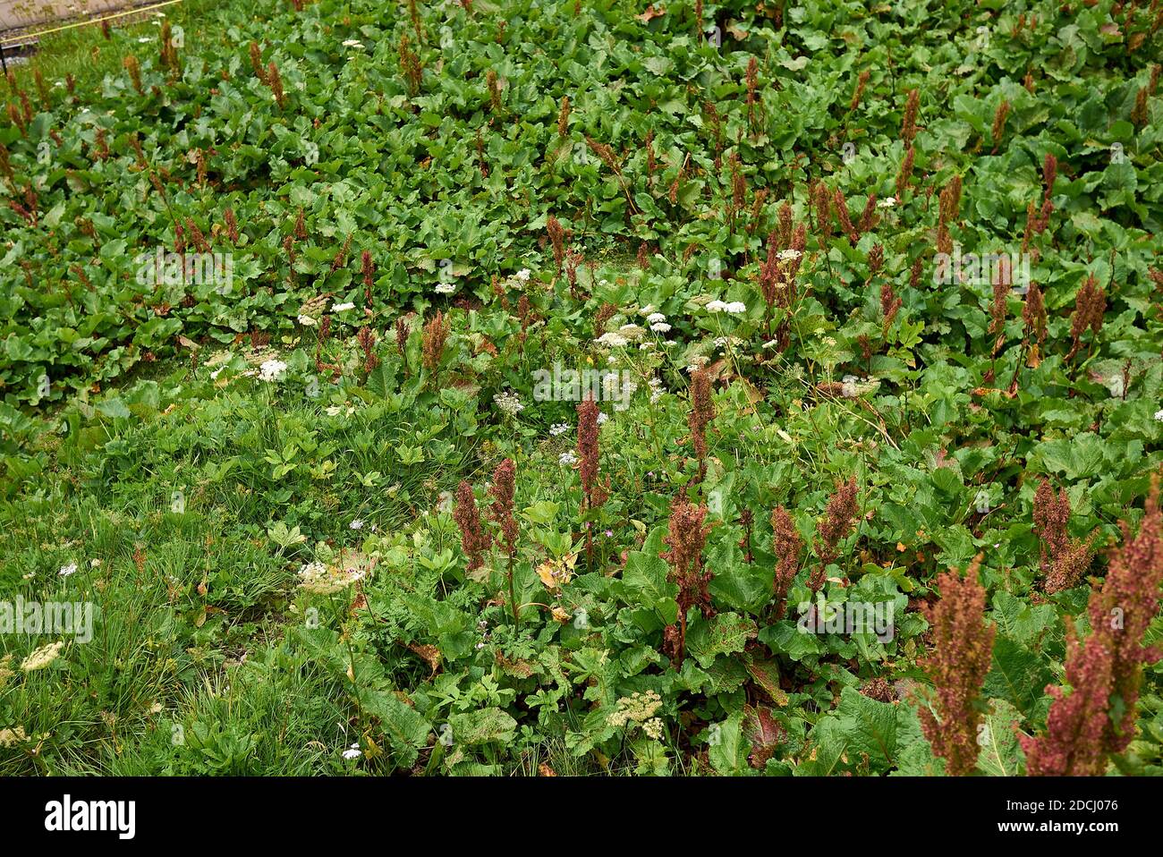 Rumex alpinus in bloom Stock Photo - Alamy