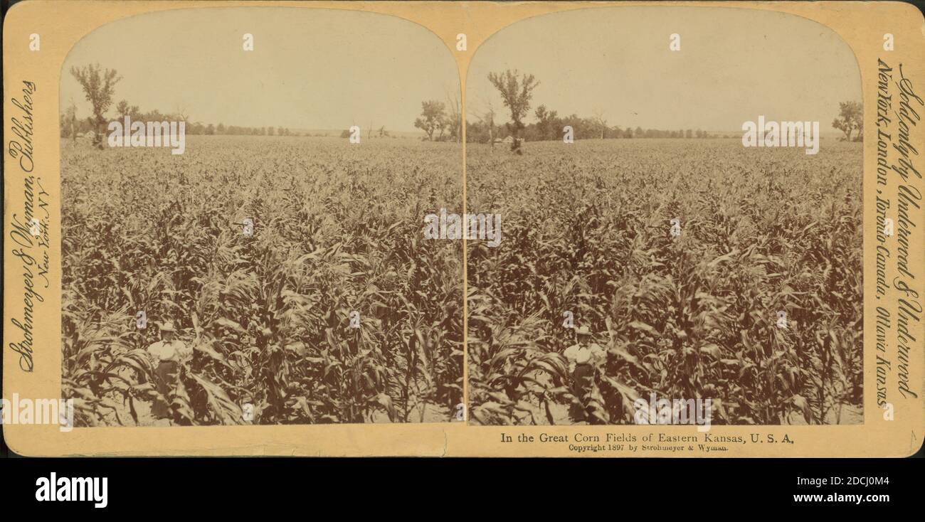 In the great corn fields of eastern Kansas, U.S.A., still image ...
