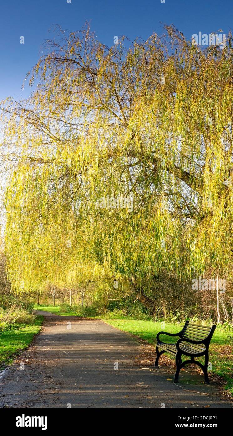 Salix tree overhanging the path in Figgate Park, Edinburgh, Scotland ...