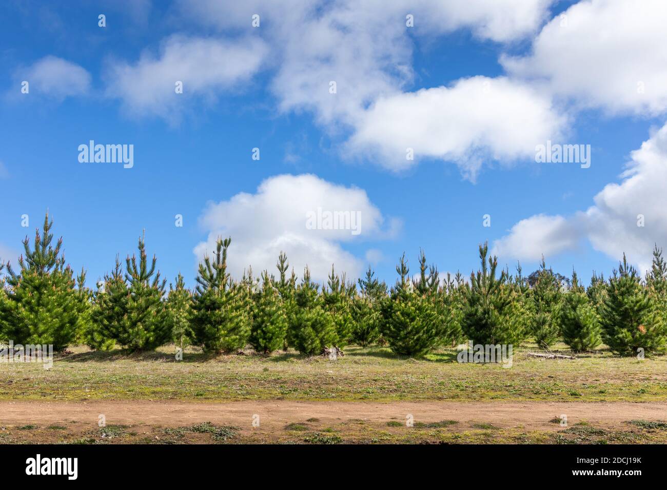 Plantation australia tree no pine hi-res stock photography and images ...