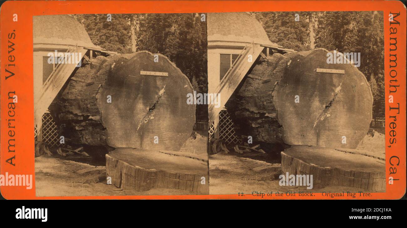 Chip of the Old Block, Original Big Tree., still image, Stereographs ...