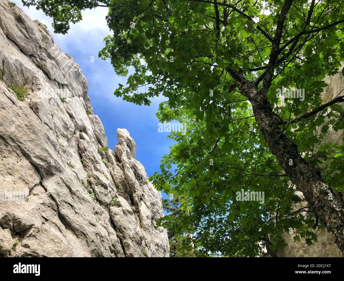 A closeup low angle shot of a rugged rough cliff and a fresh growing ...