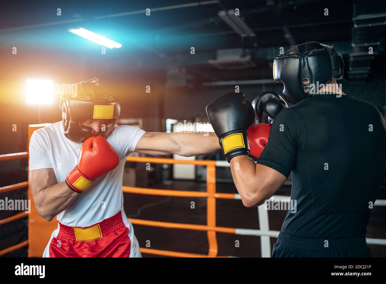 two muscle boxers sport man training and fighting on boxing ring at gym ...