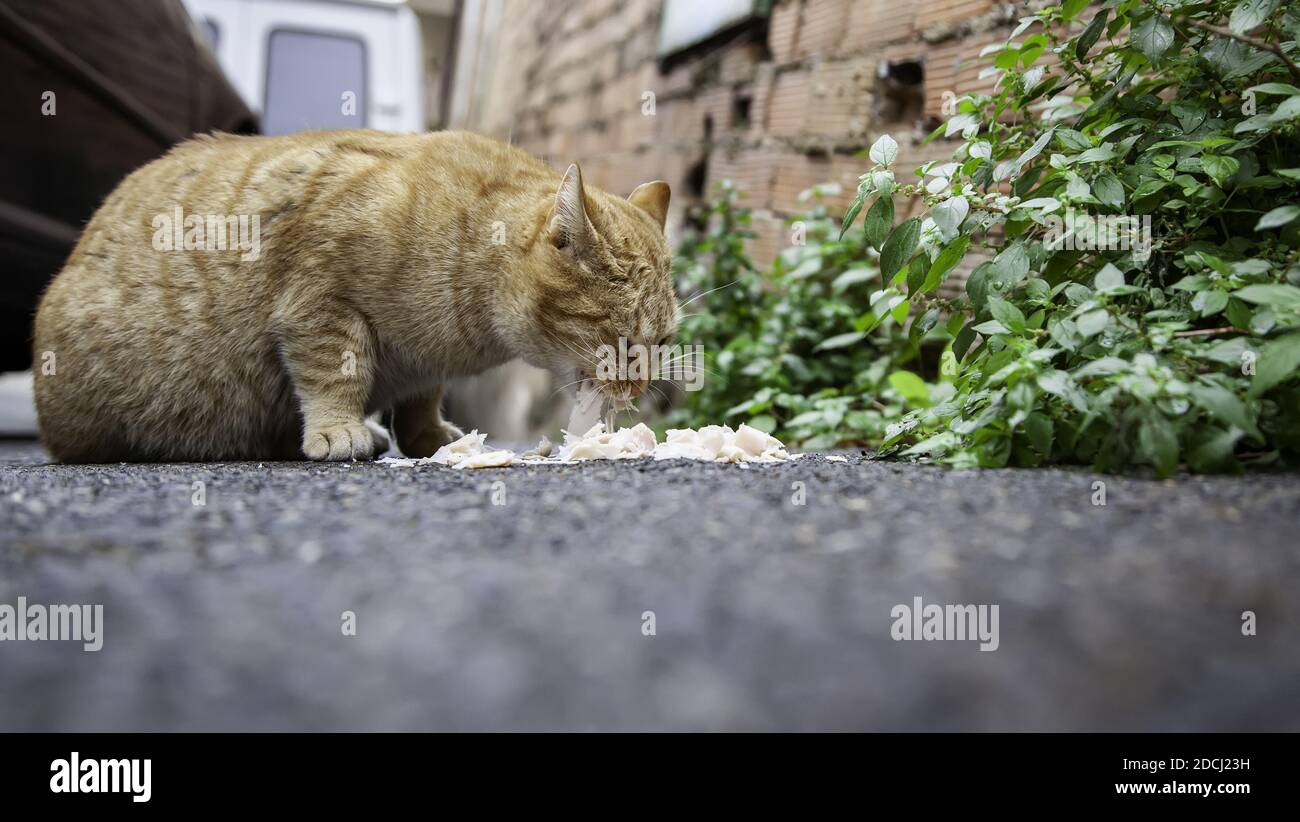 Stray cats eating in the street, detail of abandoned animals Stock ...
