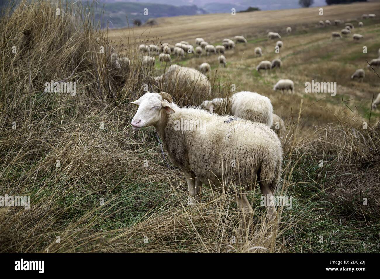 Flock of sheep in field, free farm animals, rancher Stock Photo - Alamy