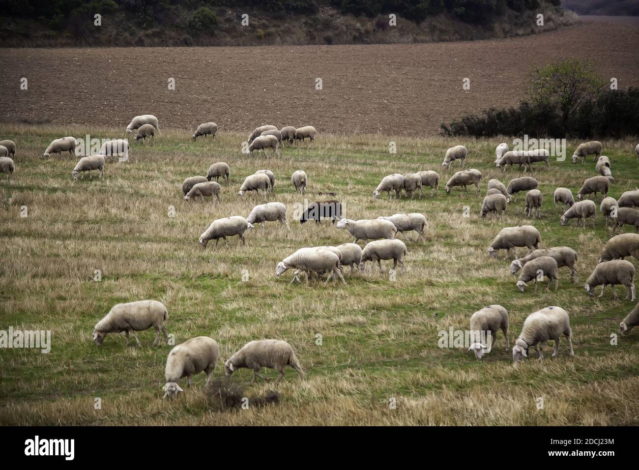 Flock of sheep in field, free farm animals, rancher Stock Photo - Alamy