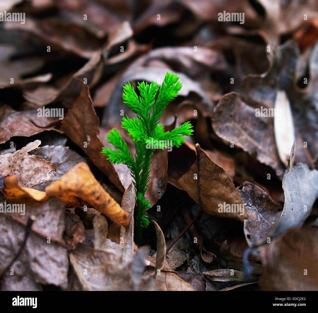 Small green sapling growing in fall, in between fallen autumn leaves ...