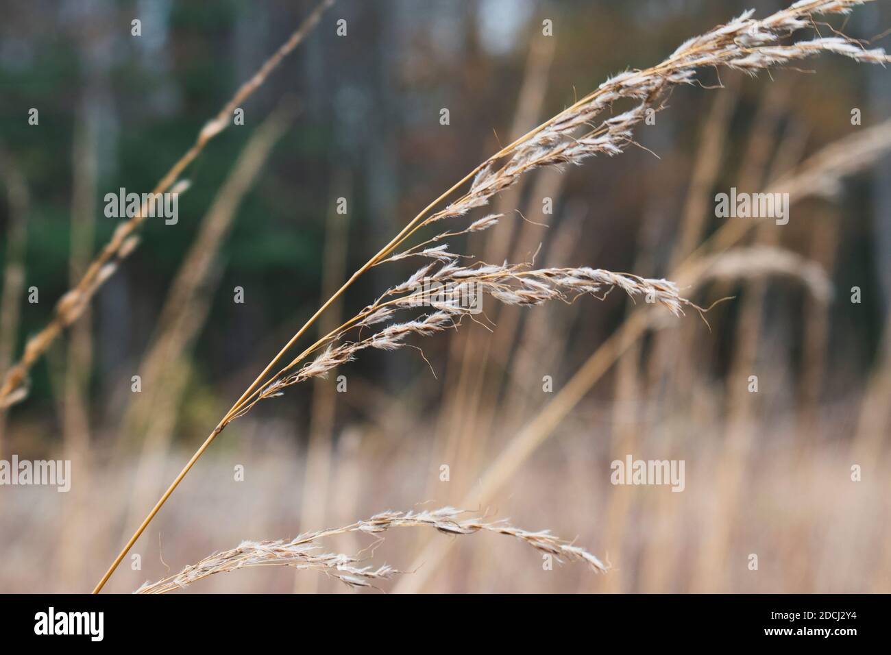 Closeup of grass field hi-res stock photography and images - Alamy