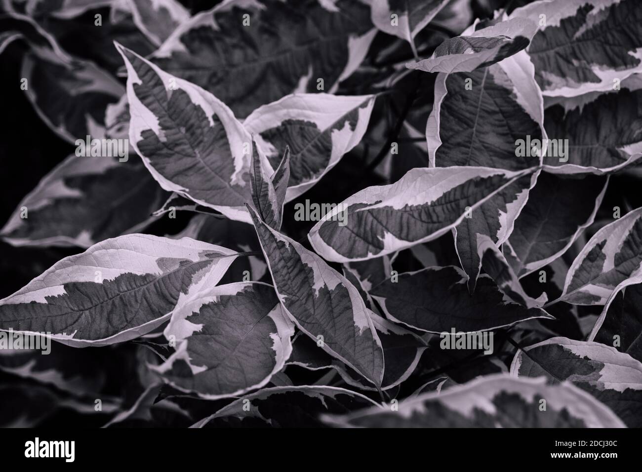 A grayscale shot of growing plants in the greenery Stock Photo - Alamy