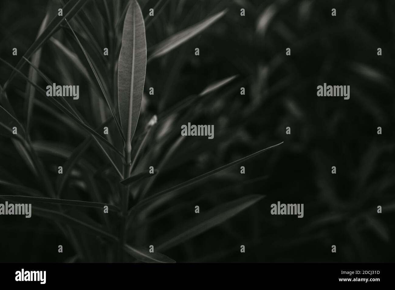 A grayscale shot of growing plants in the greenery Stock Photo - Alamy