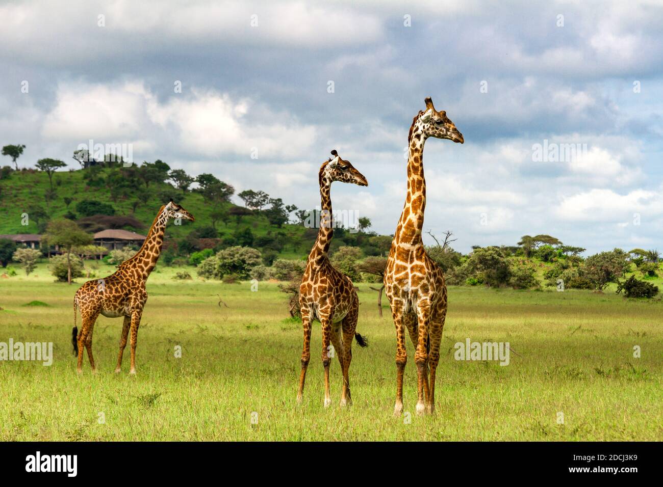 Closeup shot giraffes zoo hi-res stock photography and images - Alamy