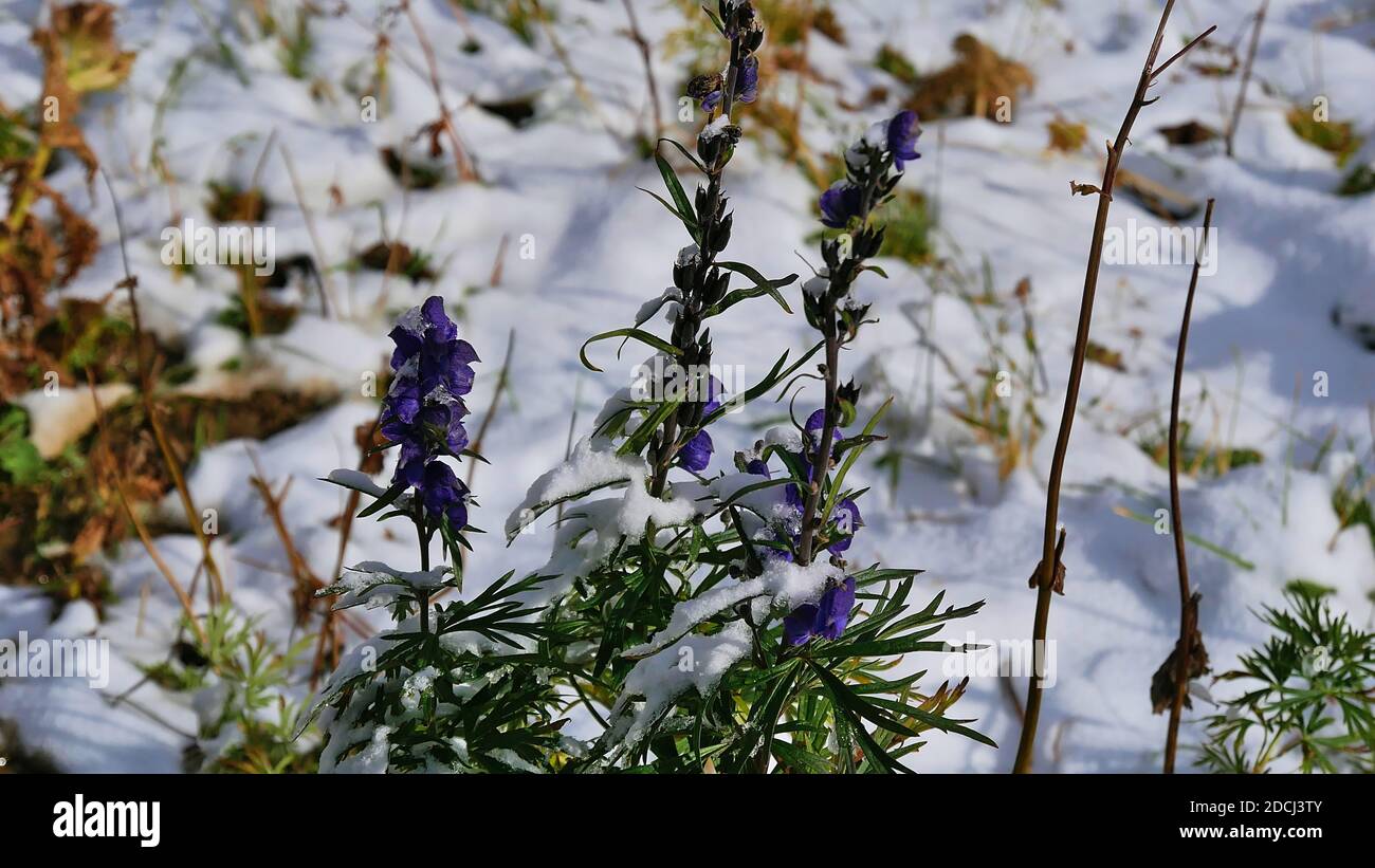 Beautiful violet colored wild flower of aconitum napellus (also monk's ...