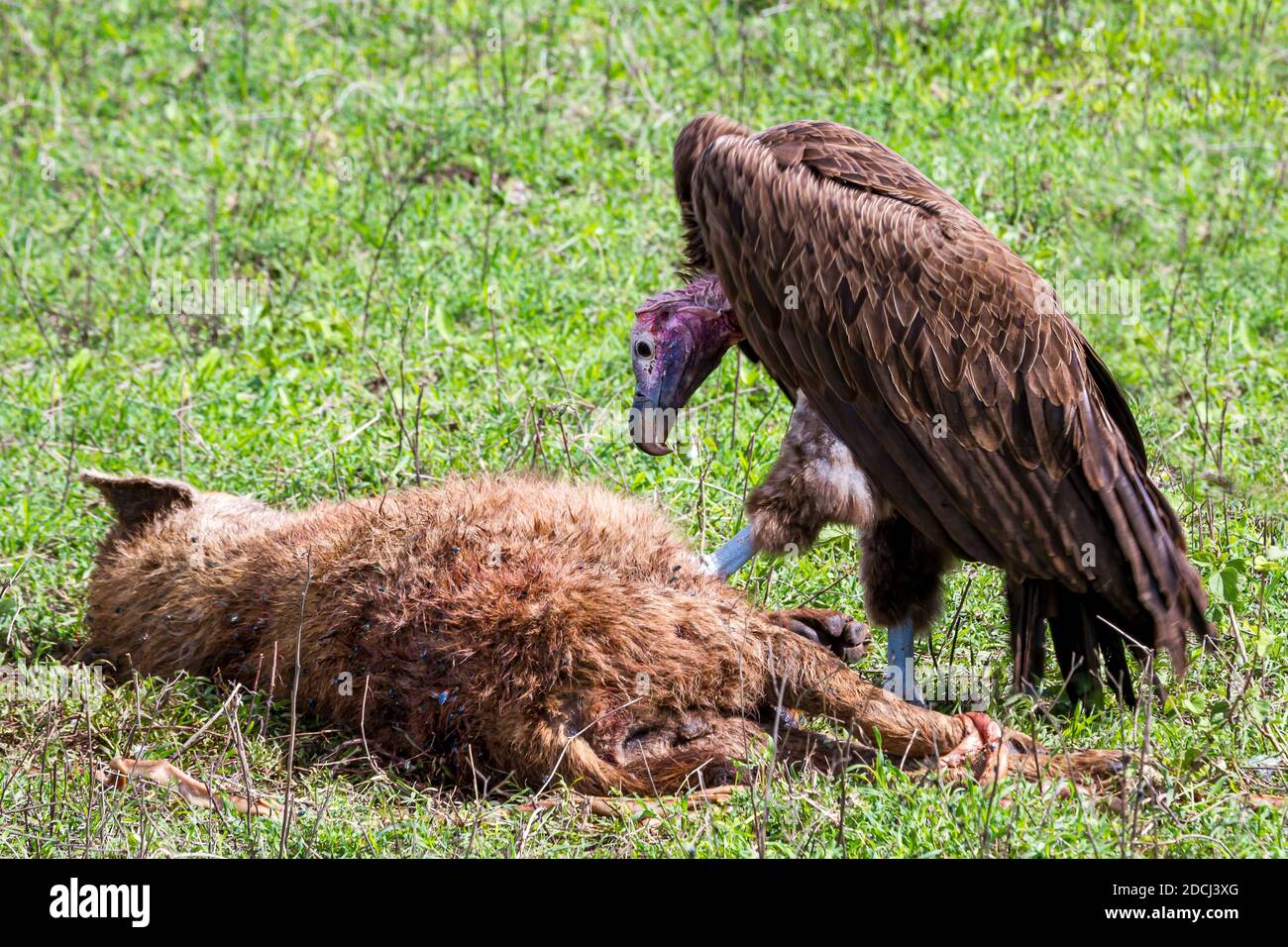 Vulture Bird Eating