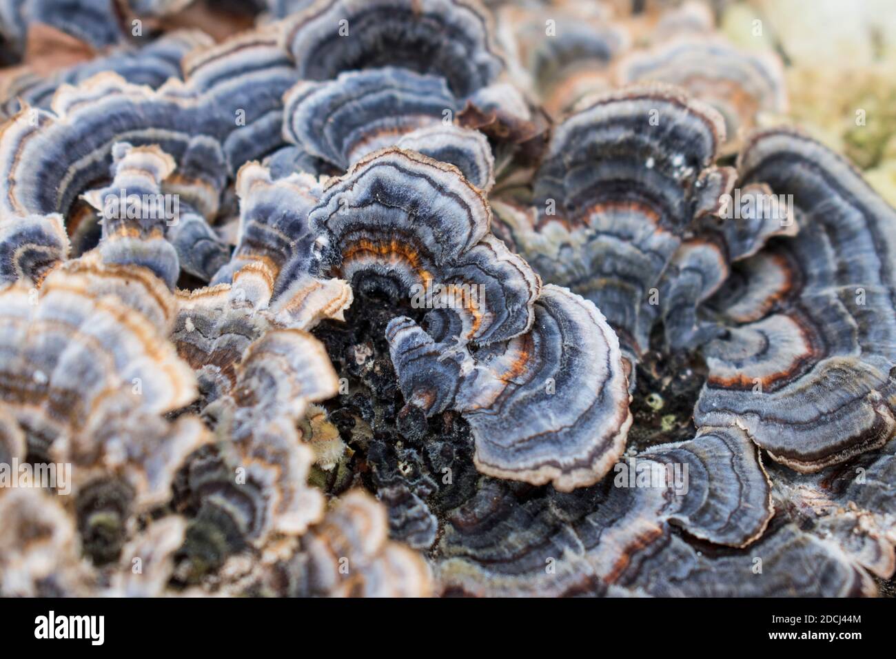 Blue bracket fungi hi-res stock photography and images - Alamy