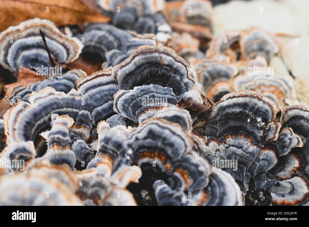 Blue fungi hi-res stock photography and images - Alamy