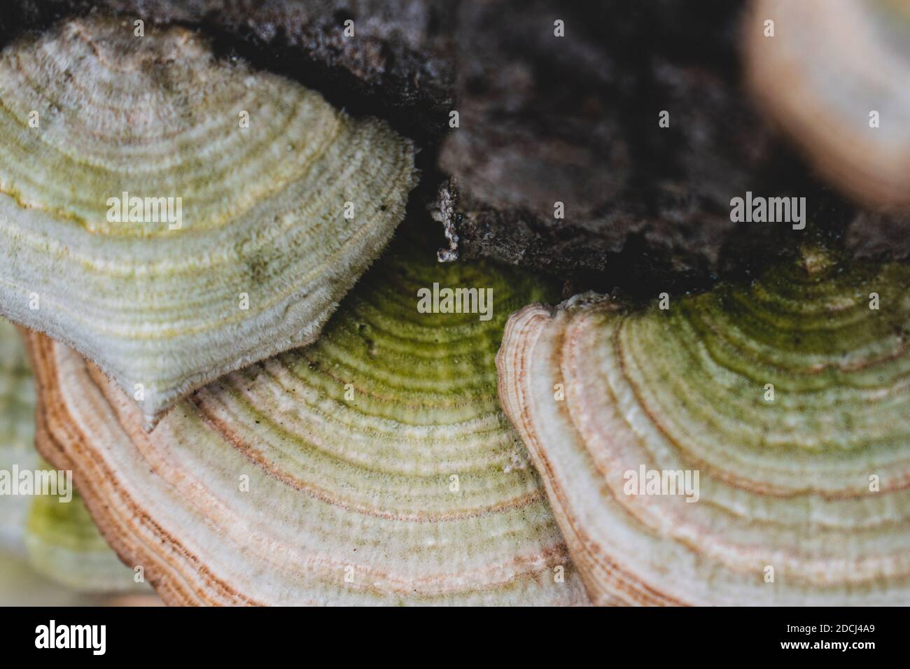 Close up on Pale color Polypore growing on dark fallen tree trunk Stock ...