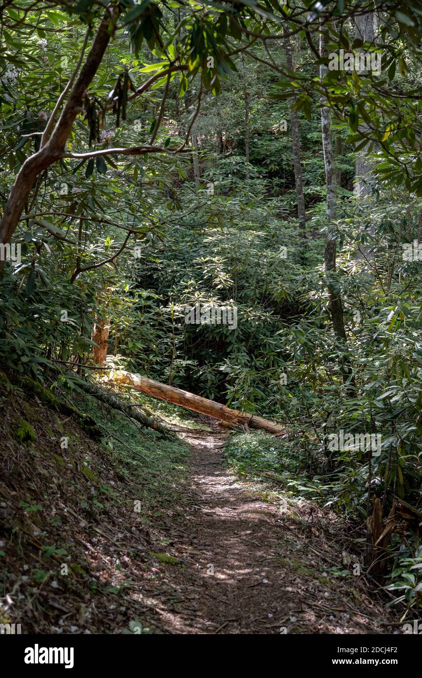 Fallen Tree Blocks Trail in the Smokies on rarely used trail Stock ...