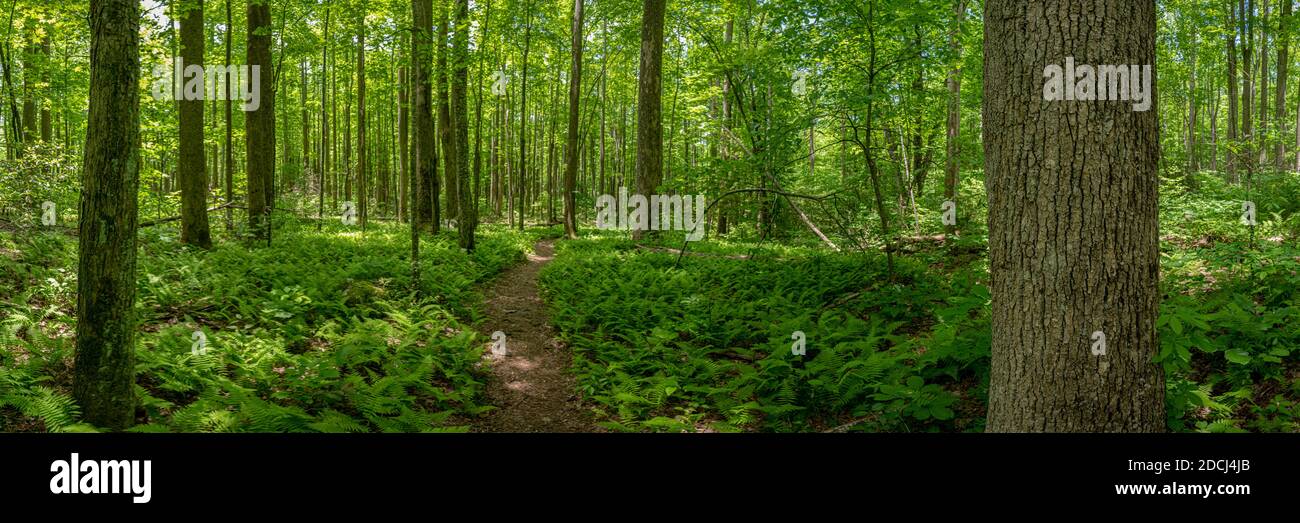 Fern Gully Forest Panorama over trail in Great Smoky Mountains National ...