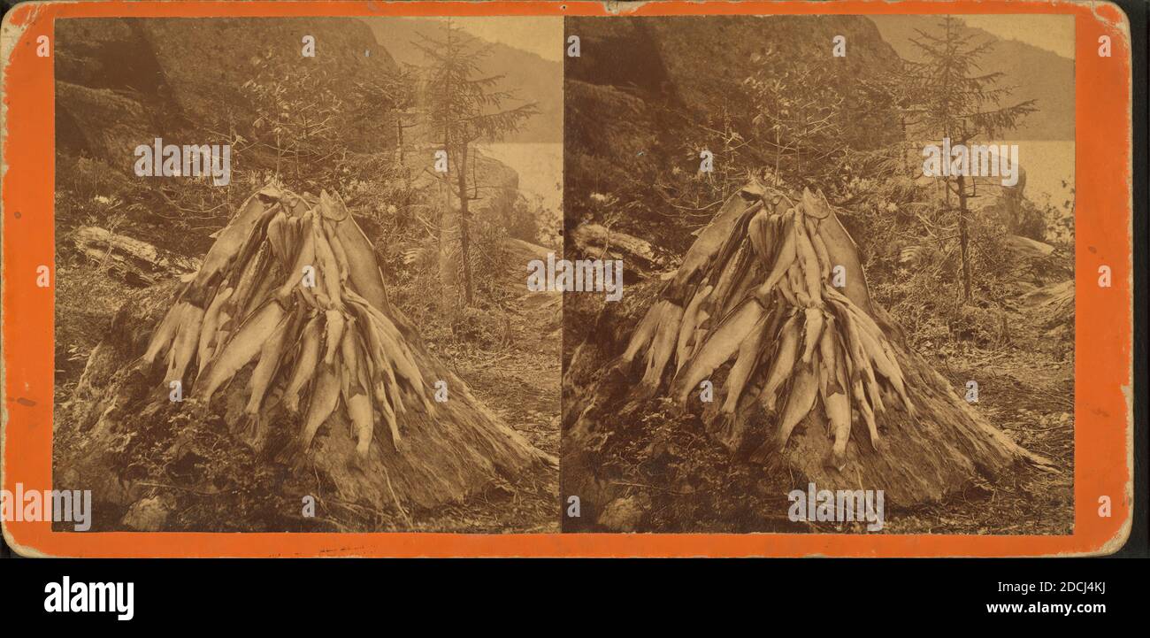 Dinsmore hi-res stock photography and images - Alamy