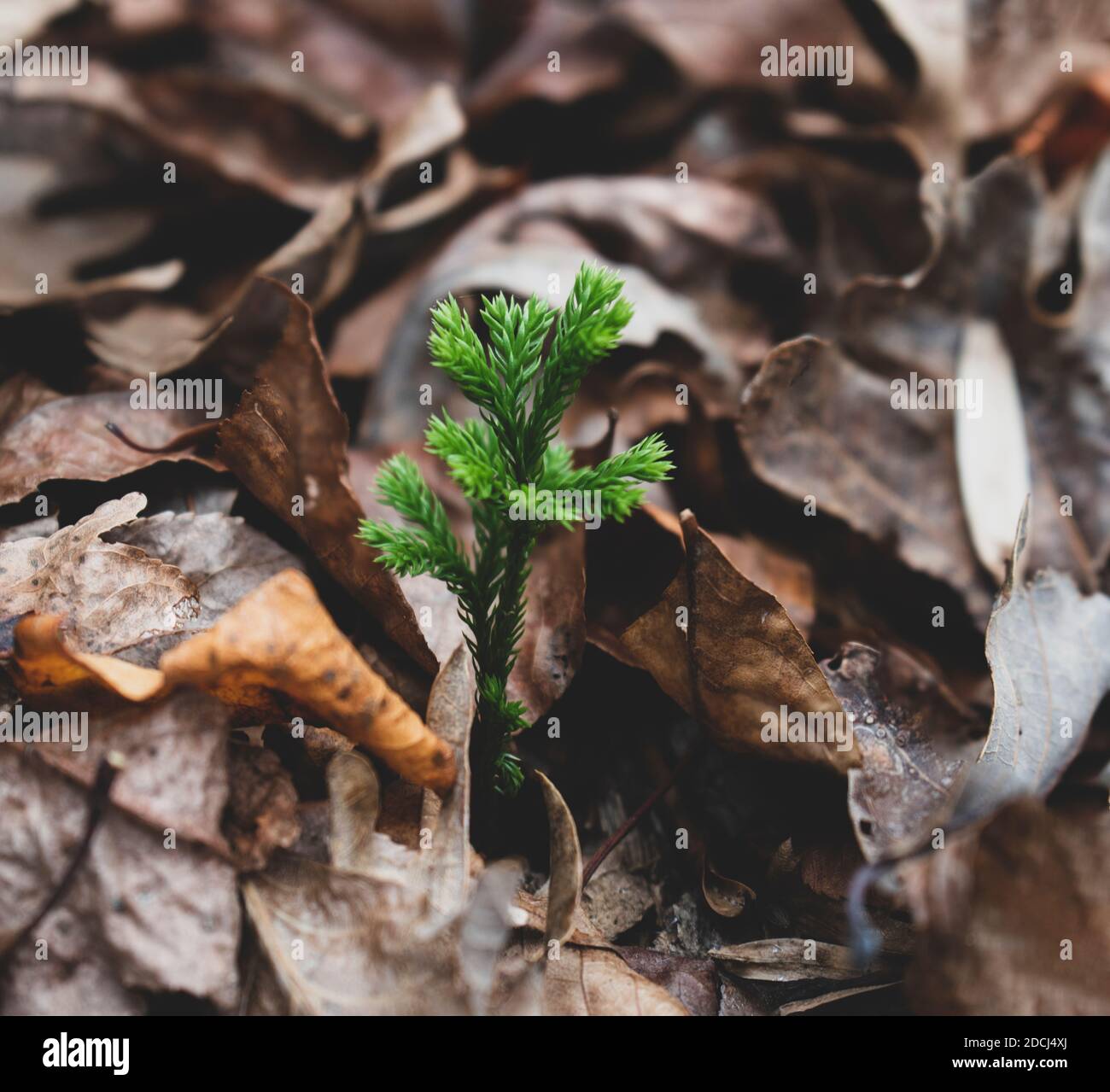 Small green sapling growing in fall, in between fallen autumn leaves ...