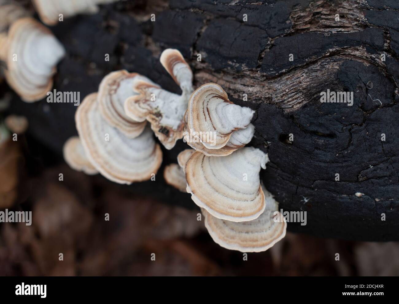 Layers of a tree hi-res stock photography and images - Alamy