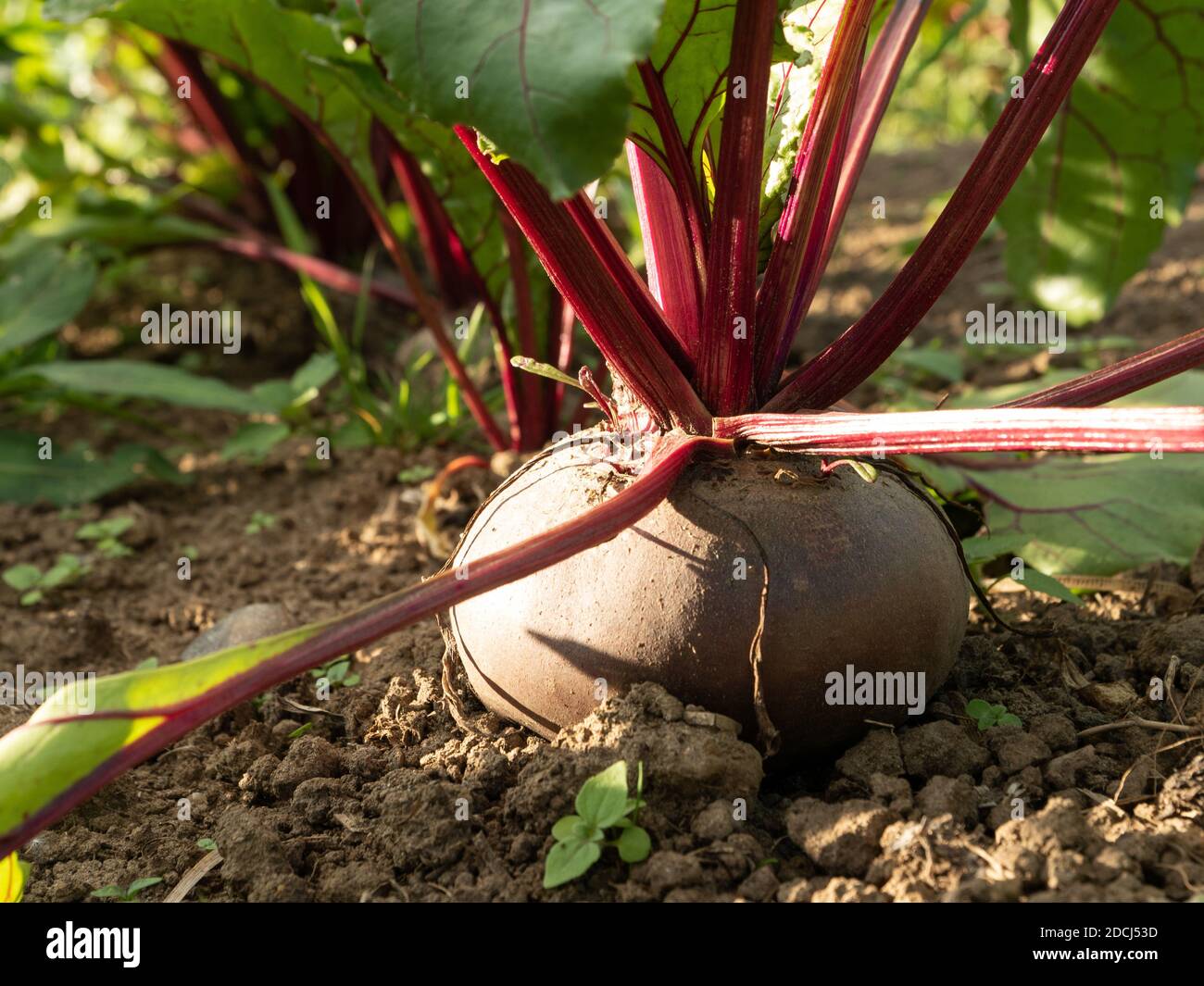 Organic beetroot growing close up Stock Photo - Alamy