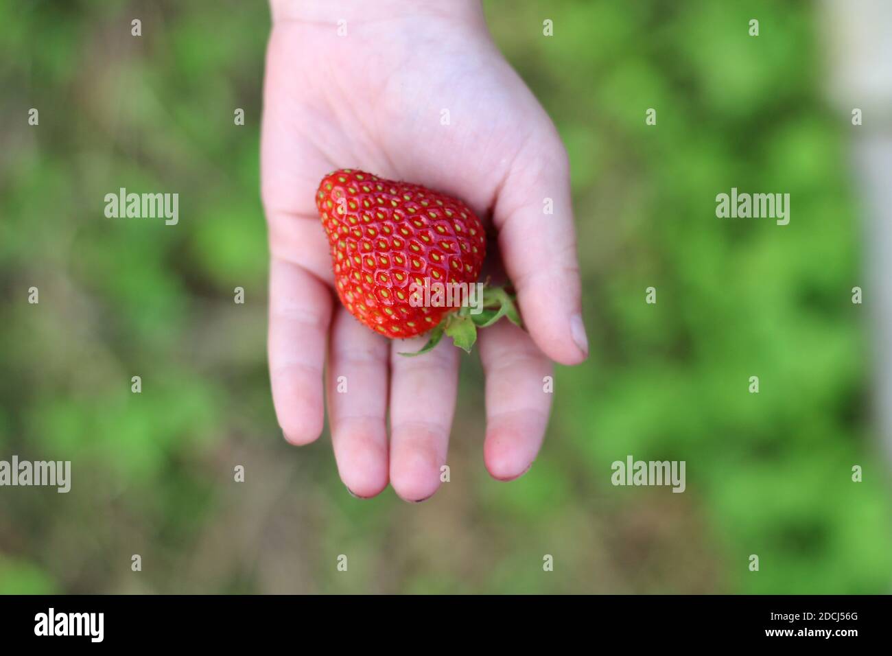 Strawberries childrens hand hi-res stock photography and images - Alamy