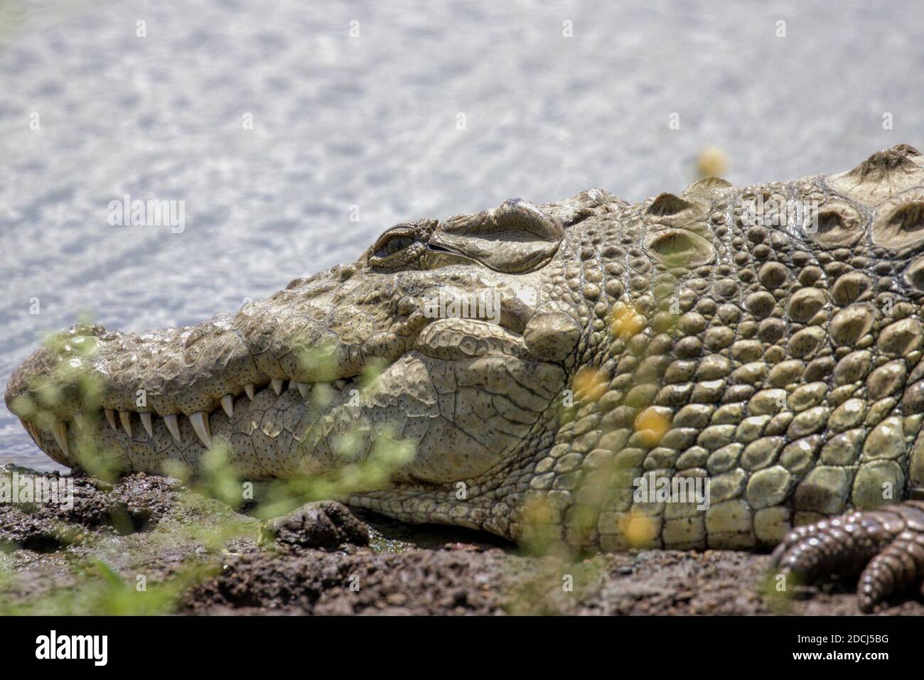 Sleepy crocodile hi-res stock photography and images - Alamy