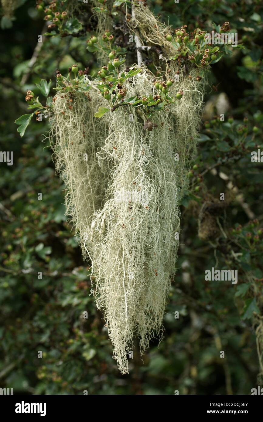 Usnea articulata (String-of-sausage lichen Stock Photo - Alamy