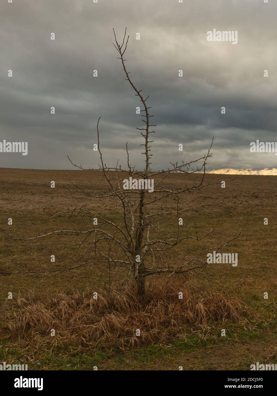 A small ugly tree in the steppe against the sky. Autumn landscape Stock ...