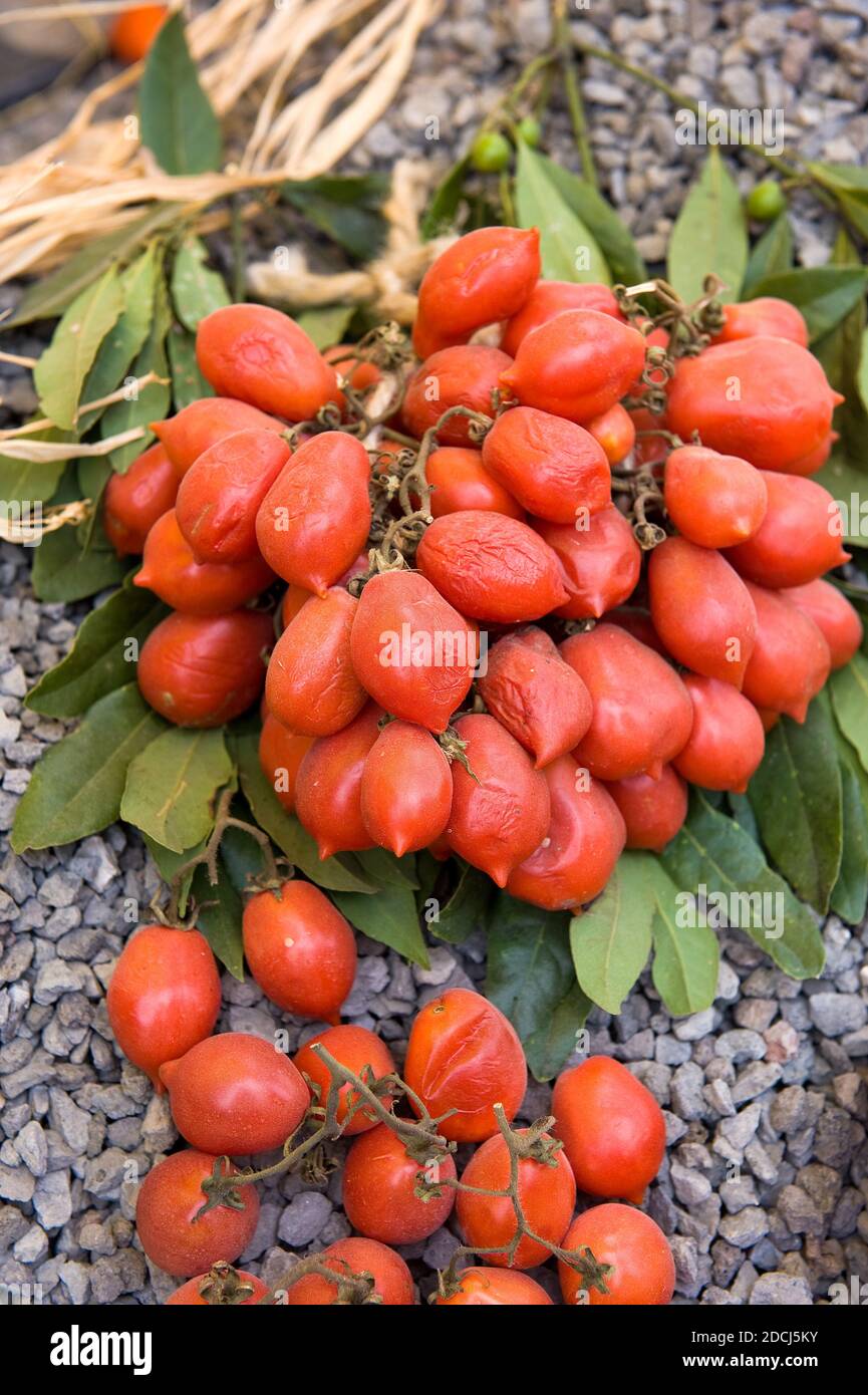 Piennolo tomatoes vesuvius volcano hi-res stock photography and images ...