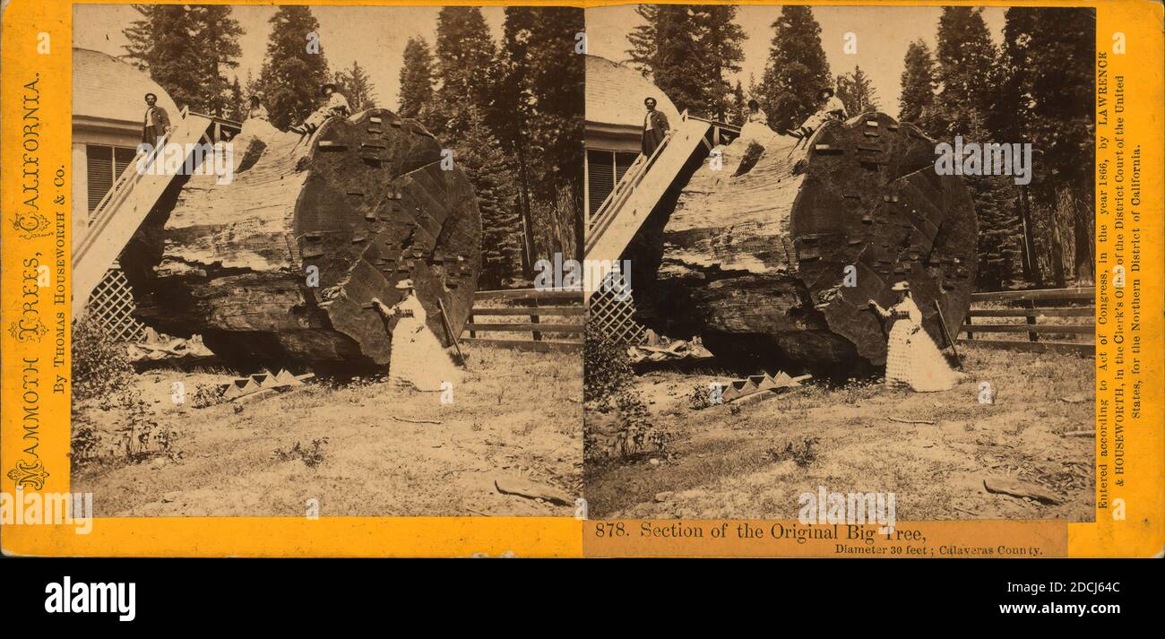 Section of the Big Tree, 30 feet in diameter, Calaveras County., still ...