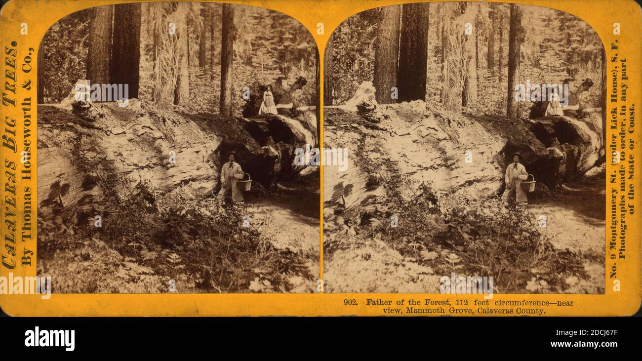 Father of the Forest, 112 feet circumference - near view, Mammoth Grove ...