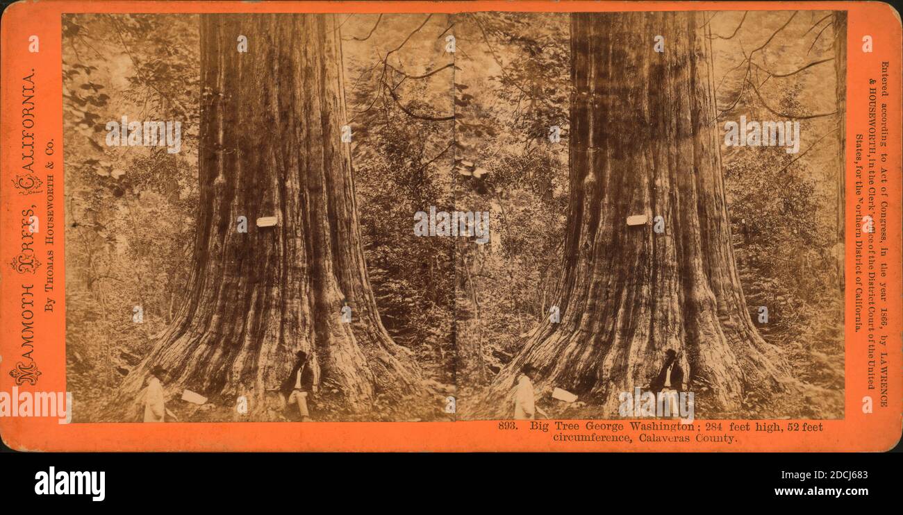 Big Tree, George Washington, 284 feet high, 52 feet circumference ...