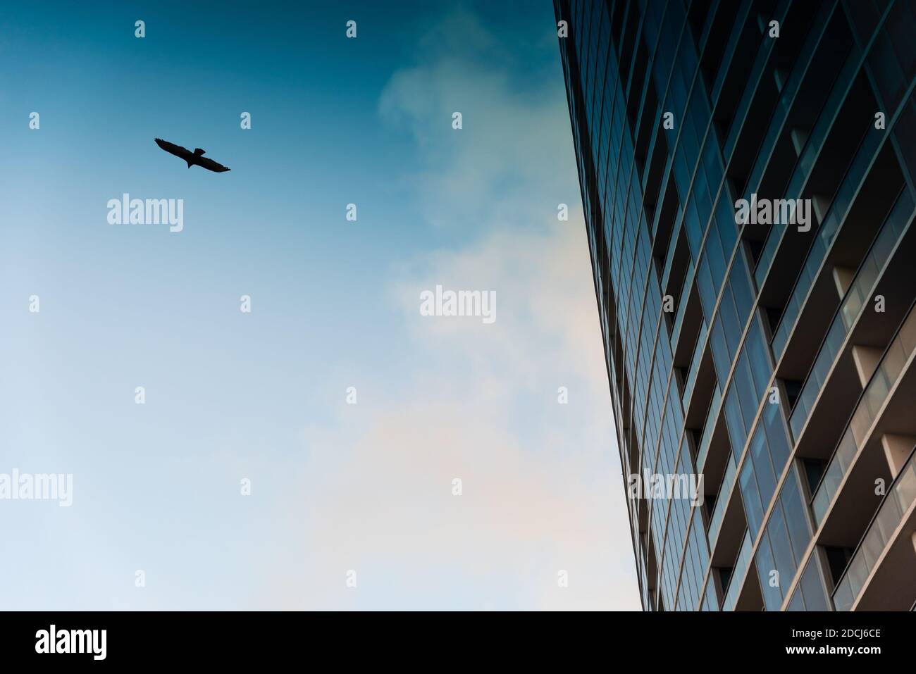 Bird flying by a modern skyscraper in downtown Miami. Florida, USA ...