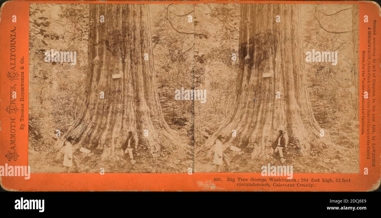 Big Tree, George Washington, 284 feet high, 52 feet circumference ...