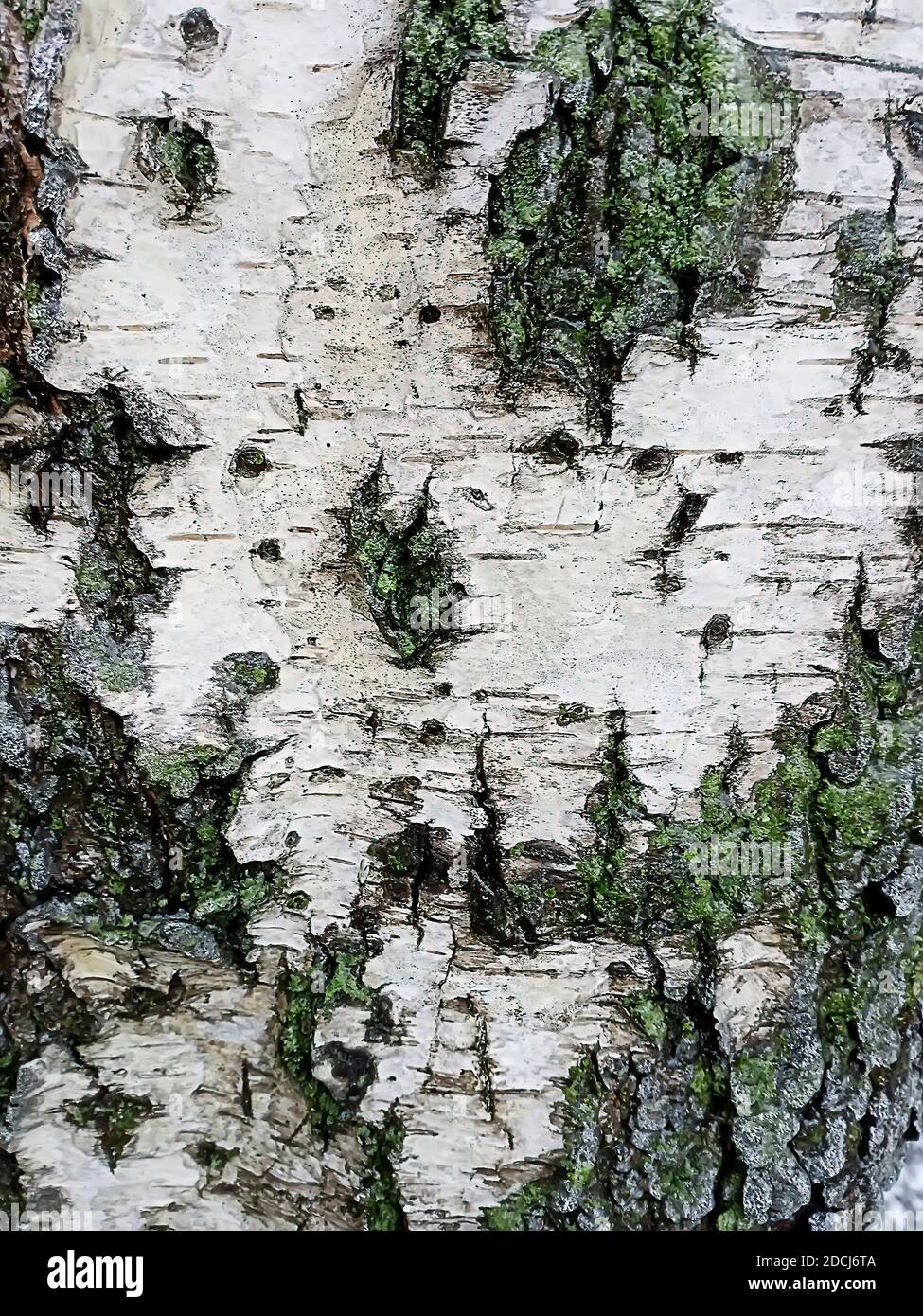 Natural background of the birch tree trunk Stock Photo - Alamy