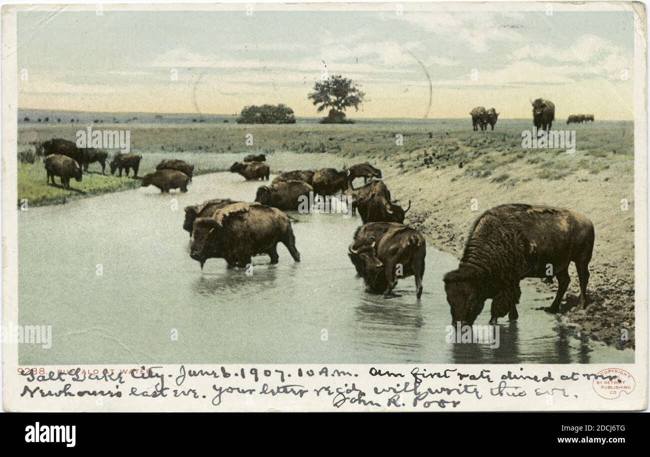 Buffalo at Water, still image, Postcards, 1898 - 1931 Stock Photo - Alamy