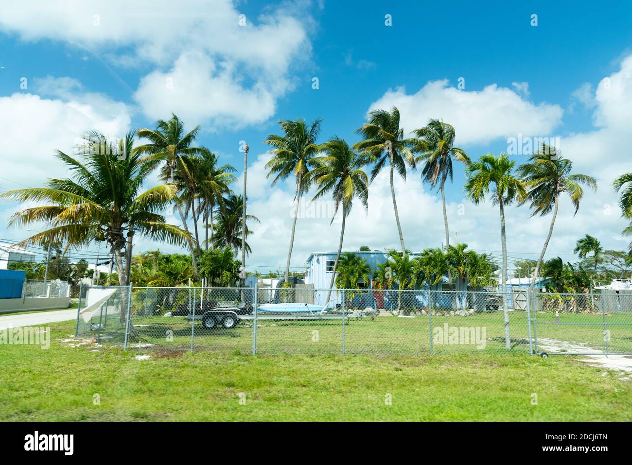 Coconut palm trees in a backyard in Florida, USA Stock Photo - Alamy
