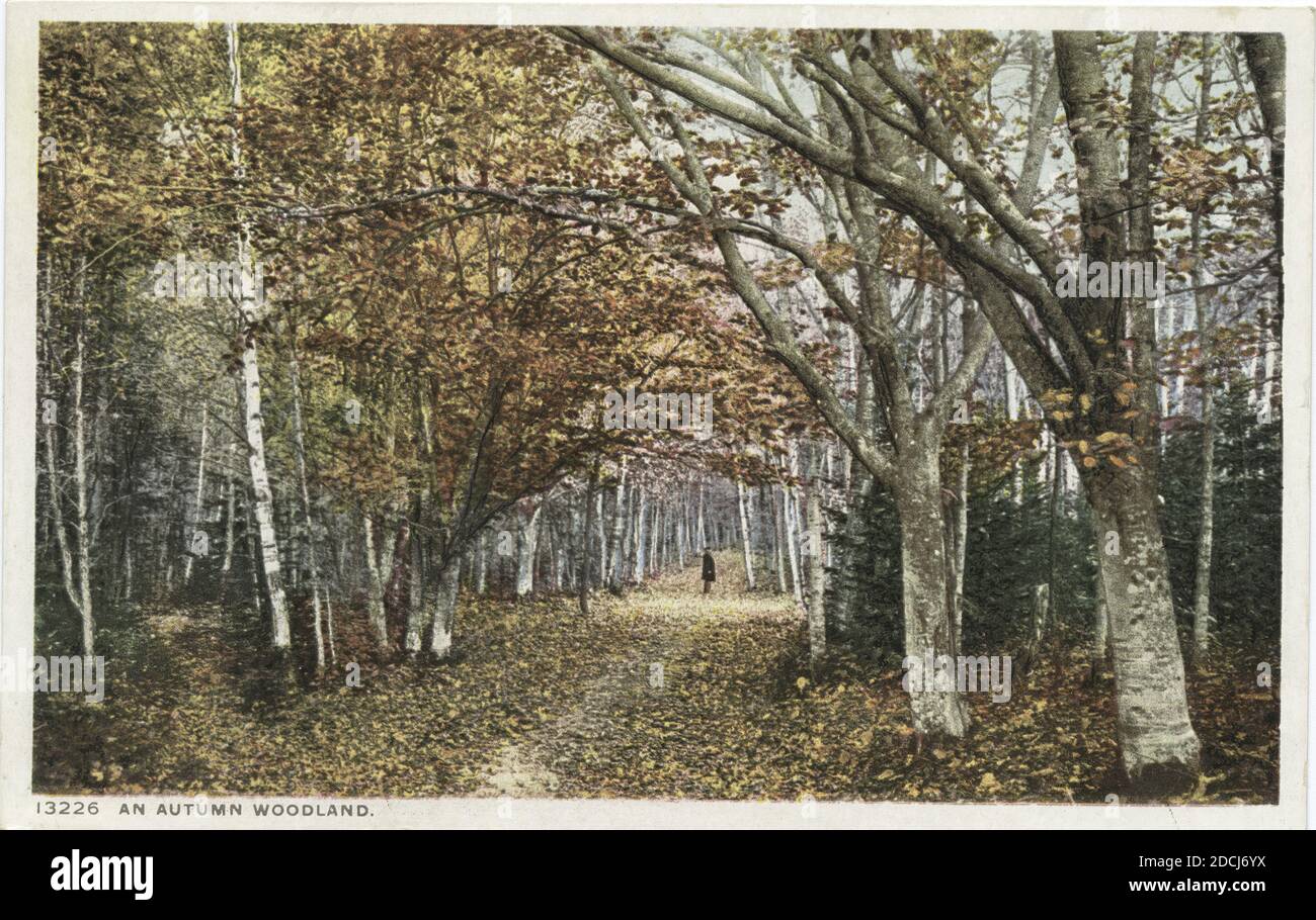 An Autumn Woodland, still image, Postcards, 1898 - 1931 Stock Photo - Alamy