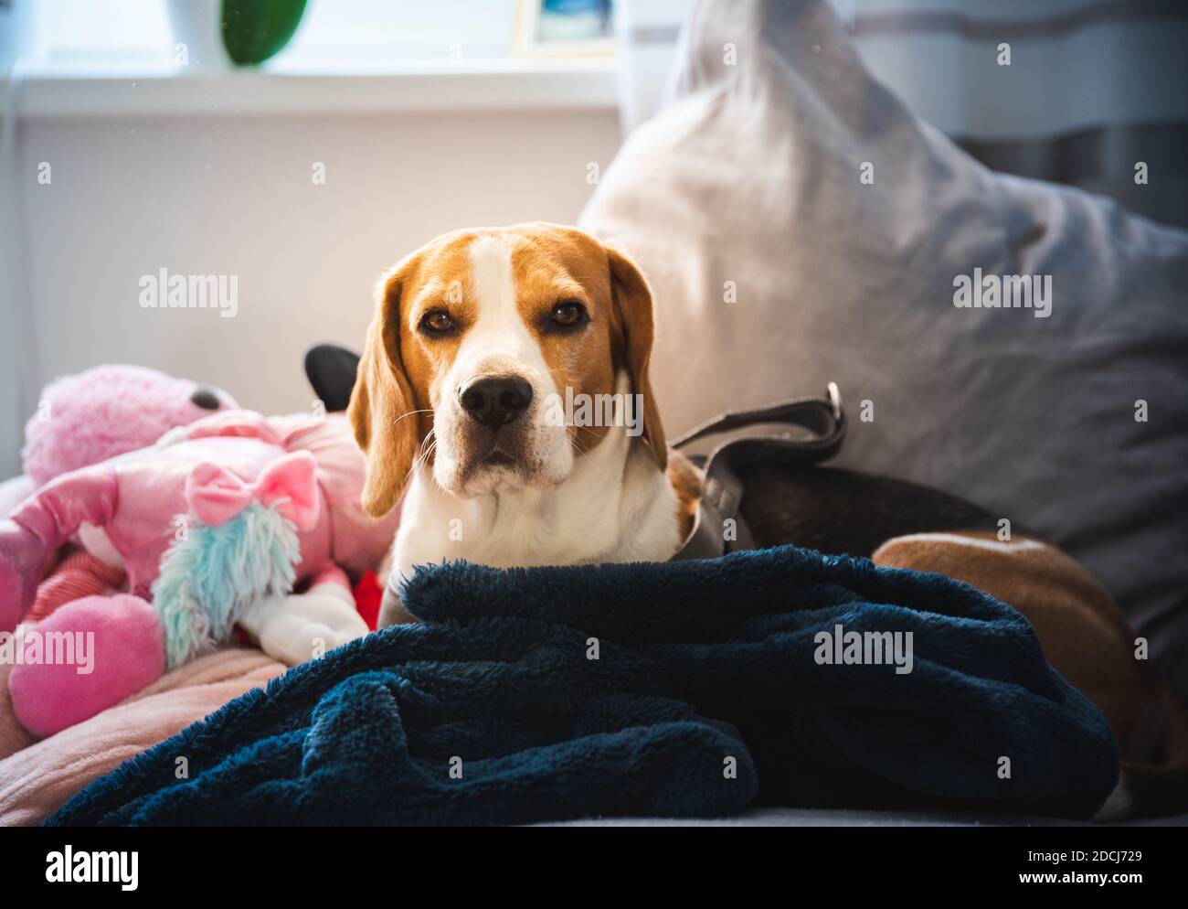 Beagle dog tired after walk lying on a sofa in bright interior Stock ...