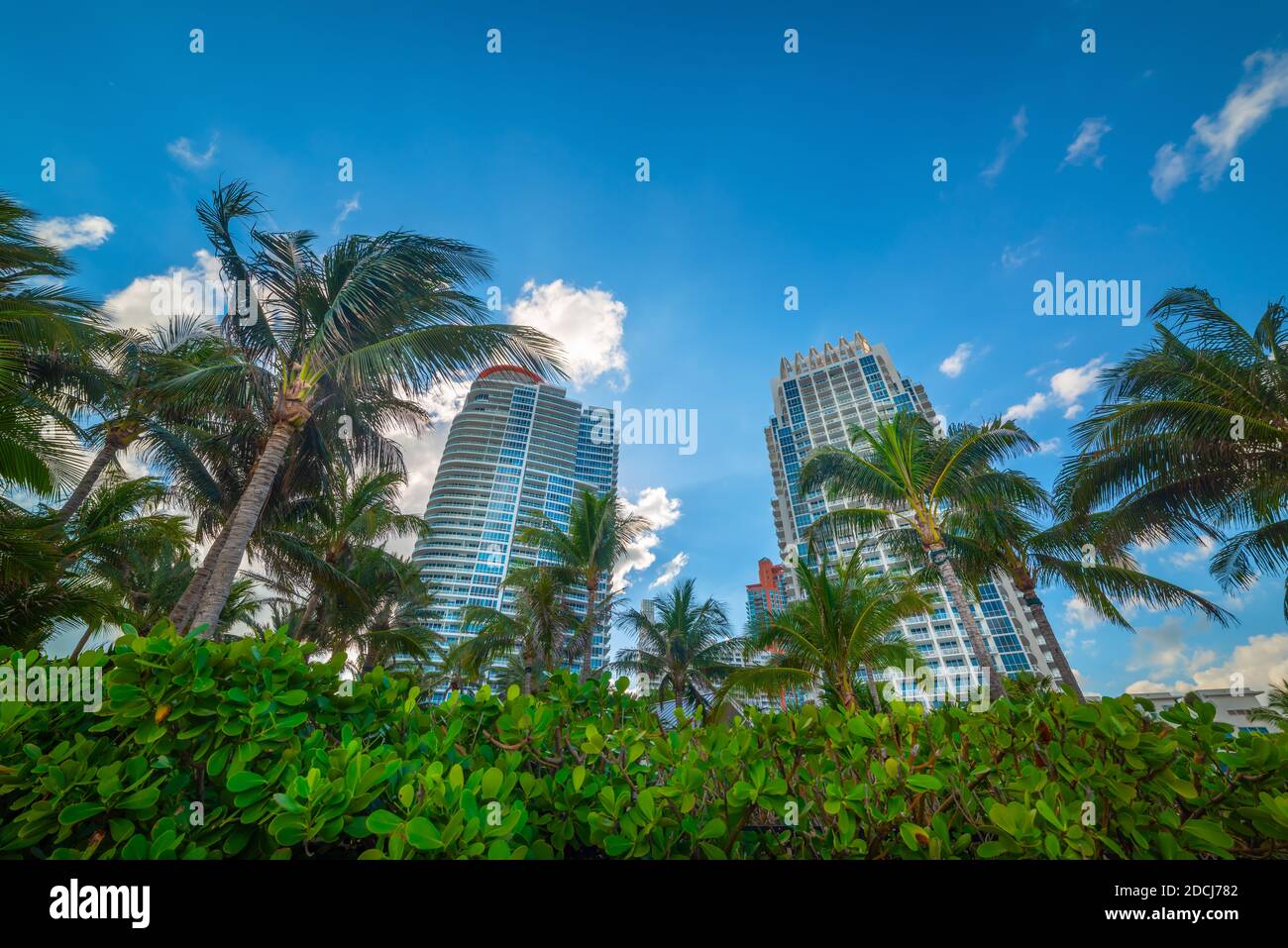 Skyscrapers and palm trees in Miami Beach under a blue sky. Southern ...