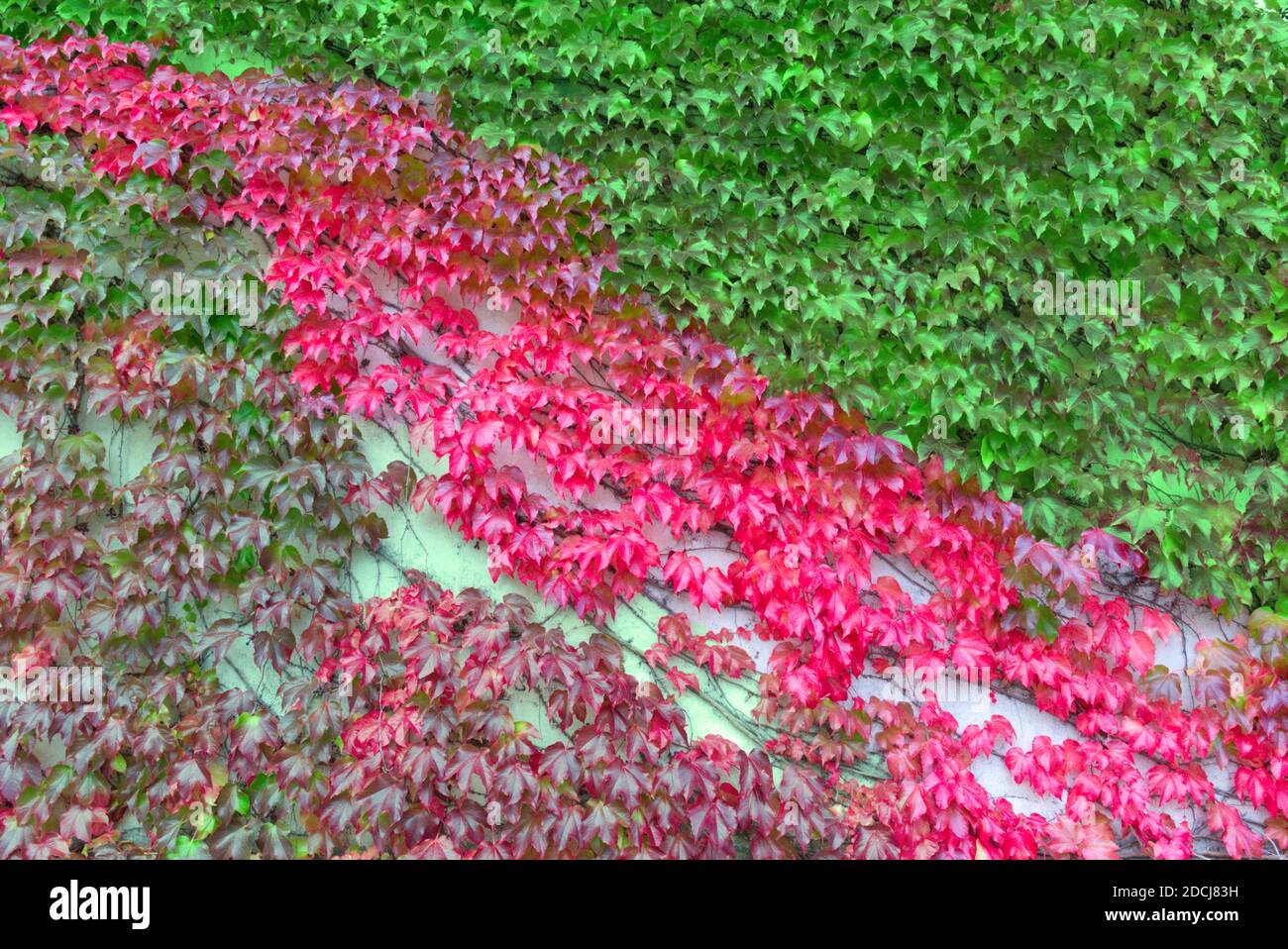 Thickets of multi-colored virgin ivy as a background Stock Photo - Alamy